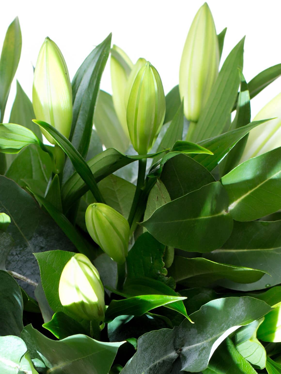 Burgeon Floral Design. Simply Lilies